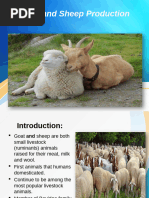 Facts About Sheep for Kids | PDF