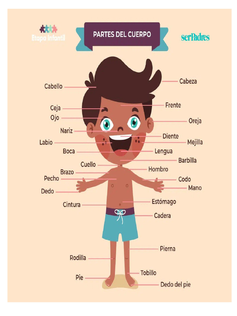 Las Partes Del Cuerpo | PDF