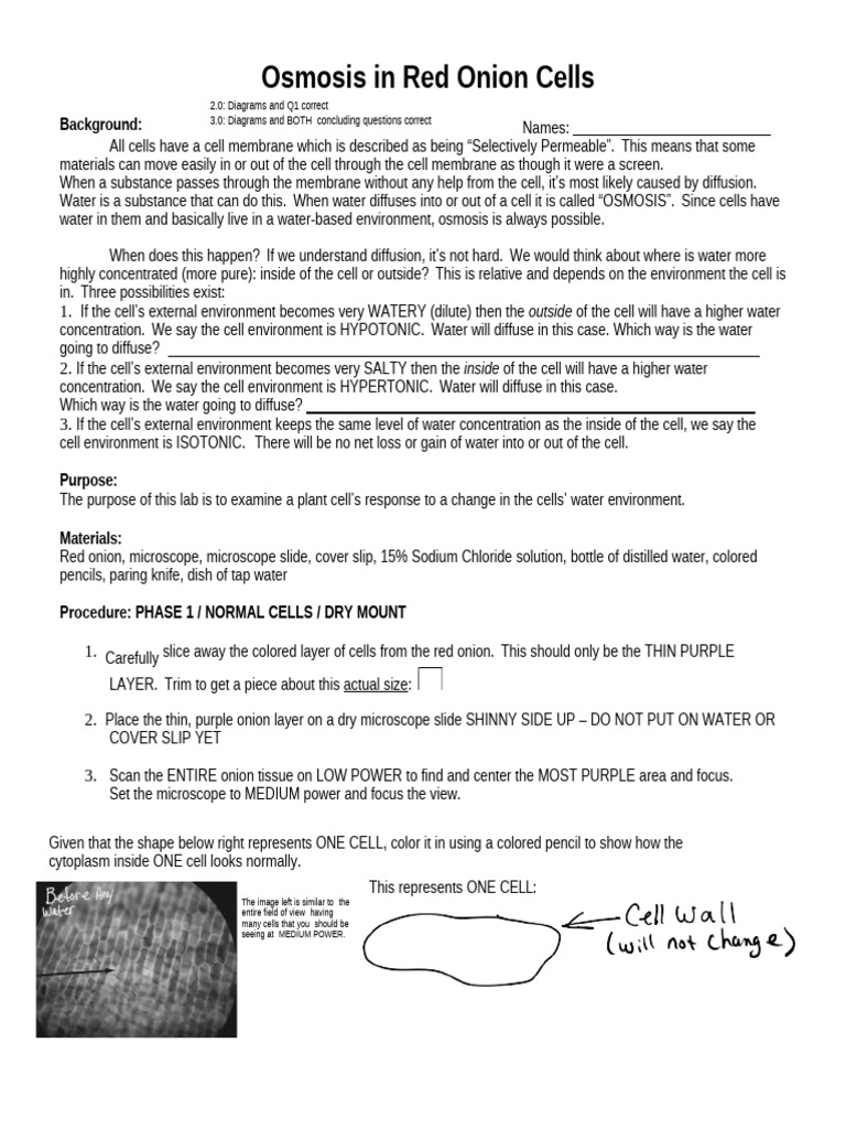 Osmosis Red Onion Cells | PDF | Osmosis | Biology