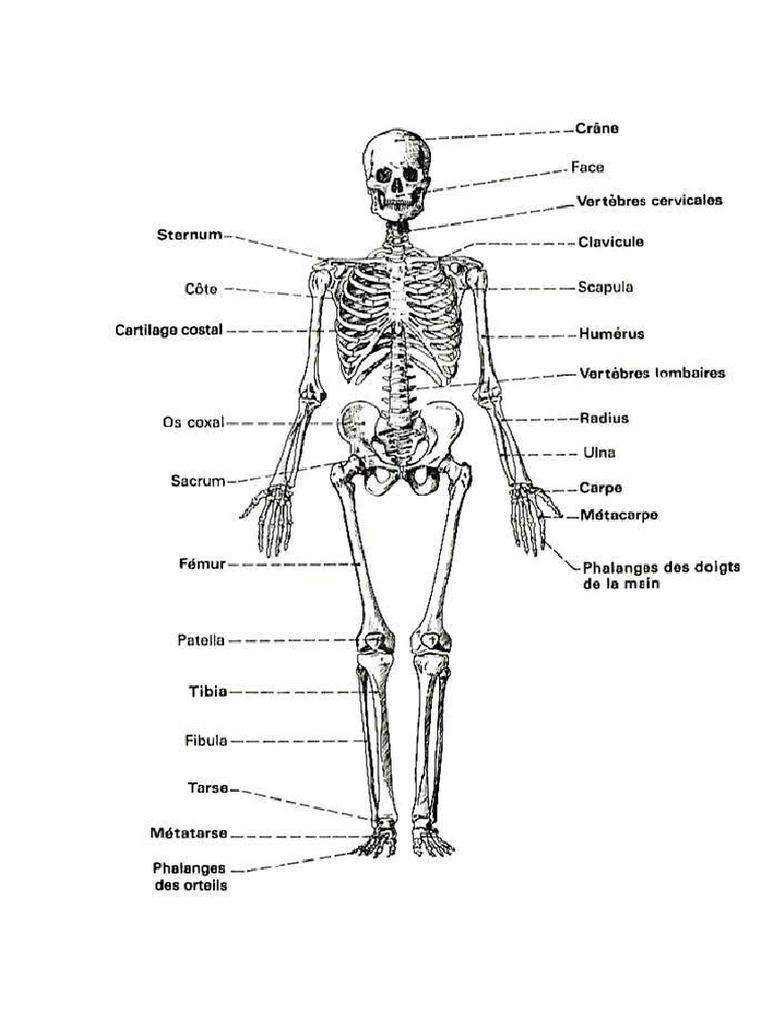 Shema Squelette | PDF
