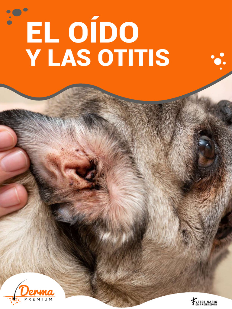 El Oido y La Otitis | PDF | Oído | Escuchando