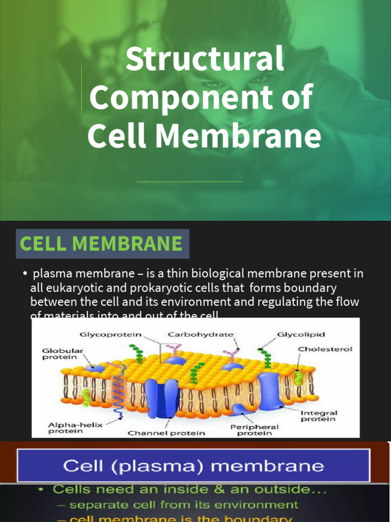 Structural-Component-of-Cell-Membrane-1 | PDF | Cell Membrane | Lipid ...
