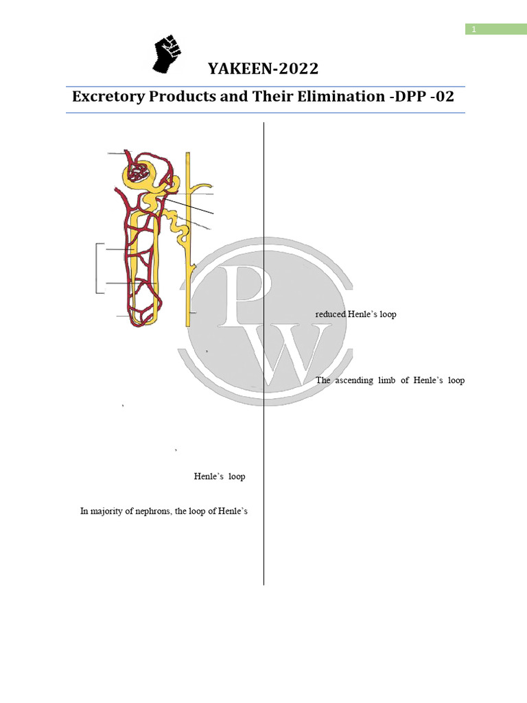 Excretory Products and Elimination 03 DPP (1)_060916 | PDF | Kidney | Organ (Anatomy)