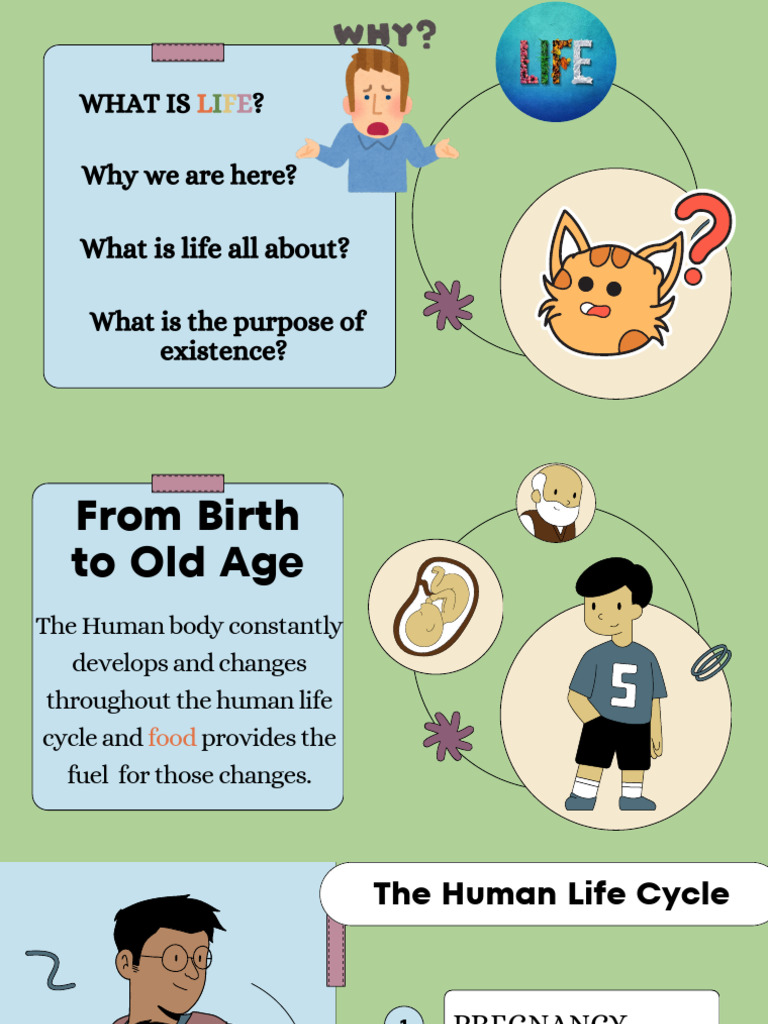 HUMAN LIFE CYCLE Template | PDF | Adolescence | Infants