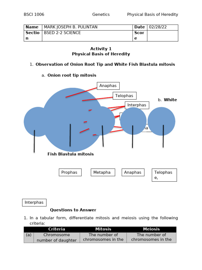 Activity 1 Physical Basis of Heredity Laboratory Report | PDF | Meiosis ...