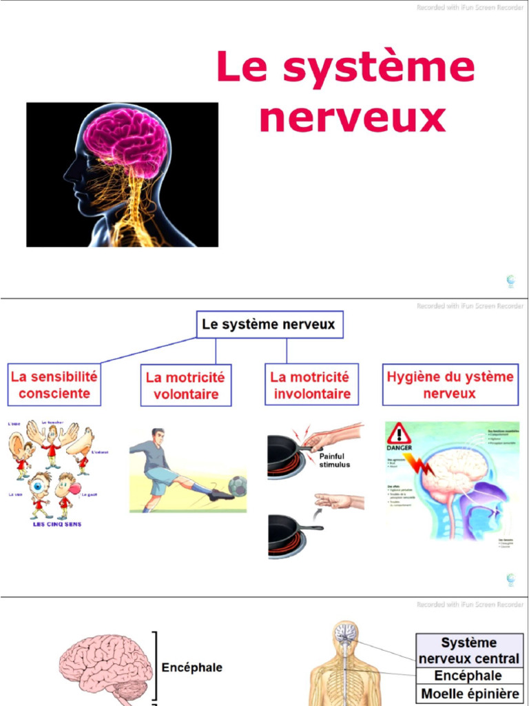 Le Systeme Nerveux | PDF