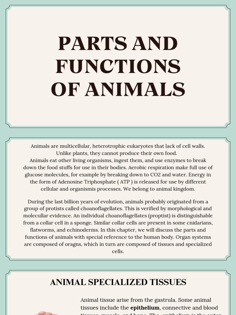 Part and Function of Animals | PDF | Epithelium | Respiratory System