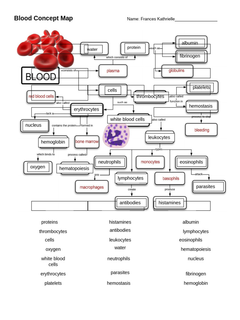 BIO Blood Concept Map | PDF