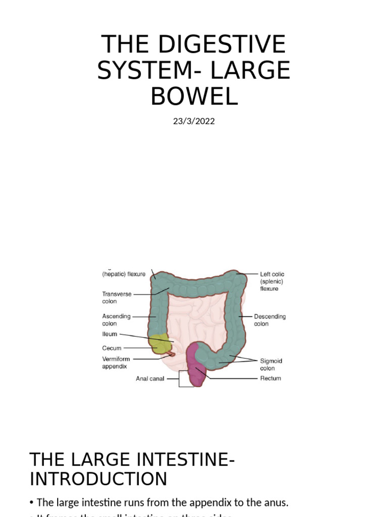 The Digestive System - Large Bowel | PDF | Large Intestine | Rectum