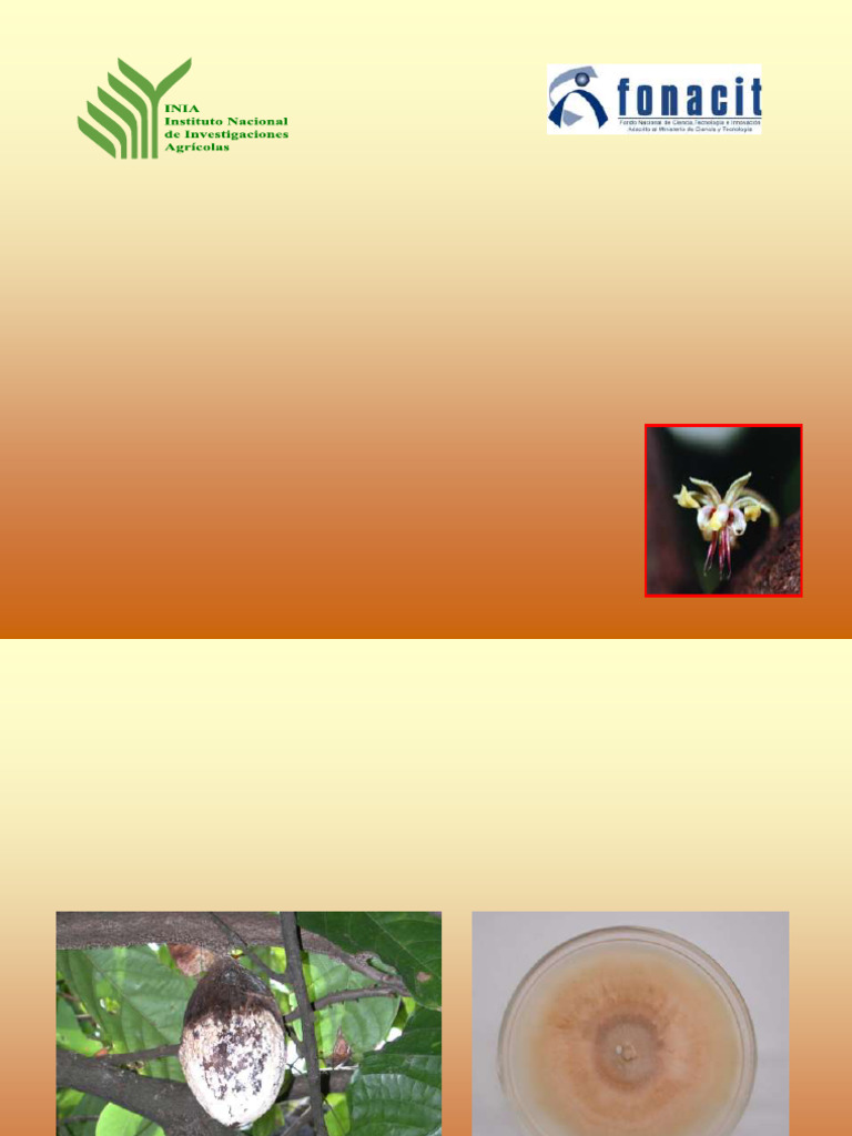 Moniliasis en El Cultivo de Cacao INIA Venezuela Gladys Ramos | PDF ...