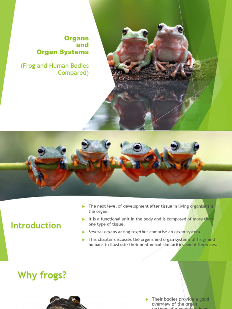 Frogs+and+Humans ORGANS+%26+Organs+System | PDF | Human Digestive ...