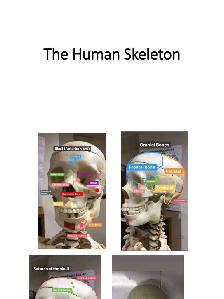 The Human Skeleton | PDF