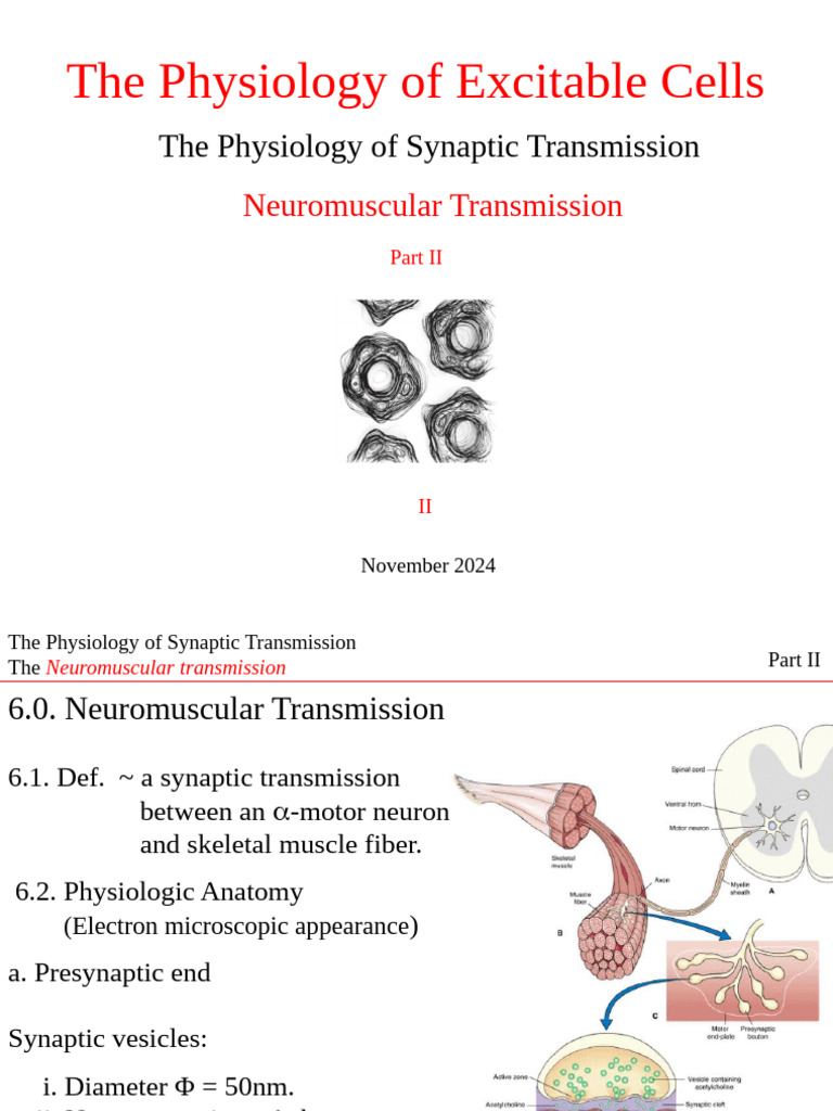 Neuromuscular Transmission Physiology | PDF | Neuromuscular Junction ...
