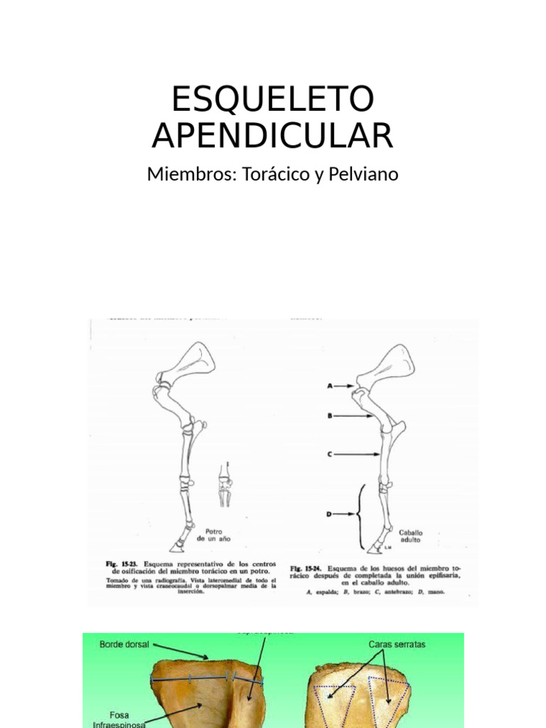 P.P-ESQUELETO APENDICULAR-Anterior y Posterior | PDF