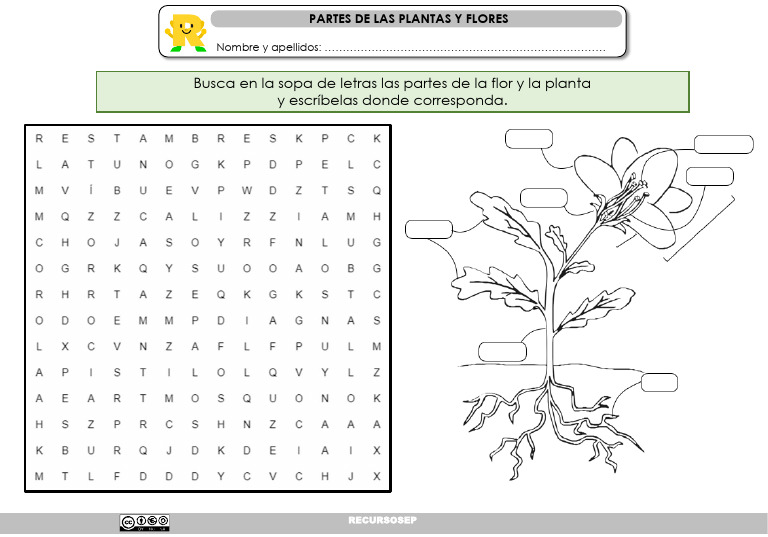 Sopa de Letras Partes Flor y Planta | PDF