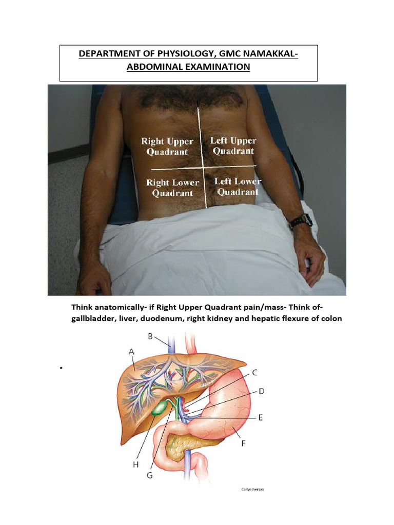 Abdominal Examination | PDF | Vein | Medical Specialties