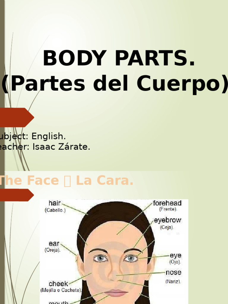 Body Parts | PDF | Extremidades (anatomía) | Anatomía de los primates