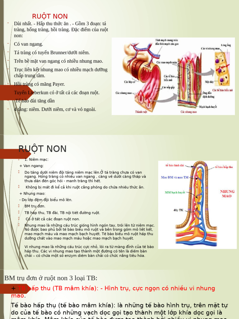 Ruột Non | PDF