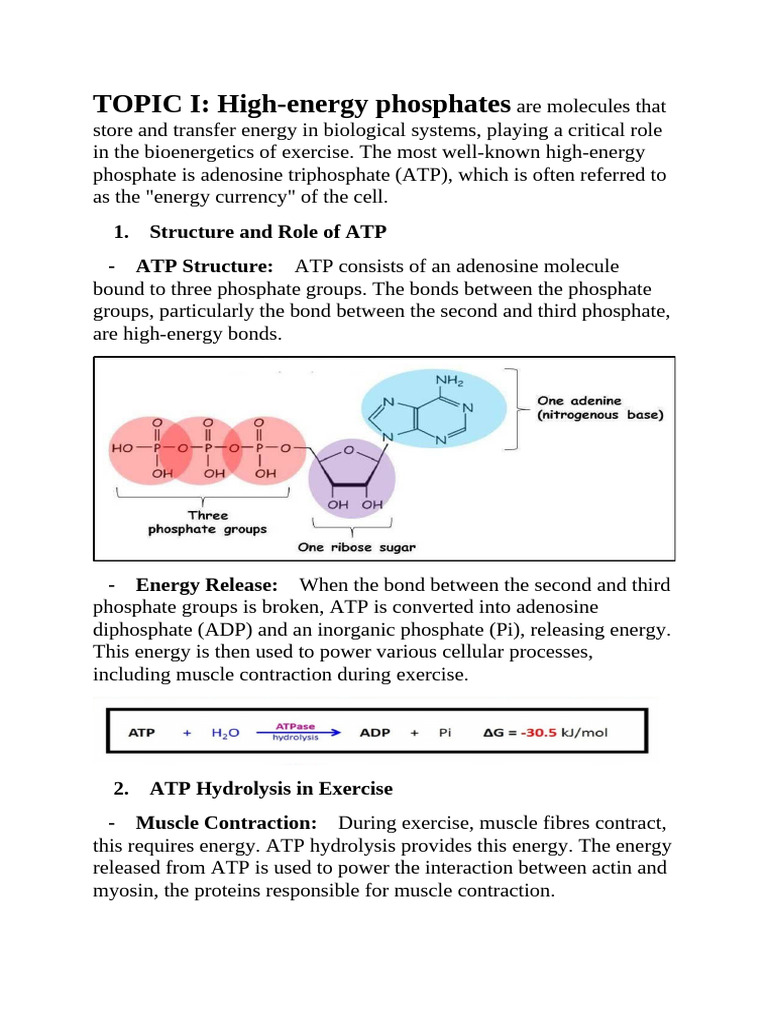 ATP and Energy Systems in Exercise | PDF | Cellular Respiration ...