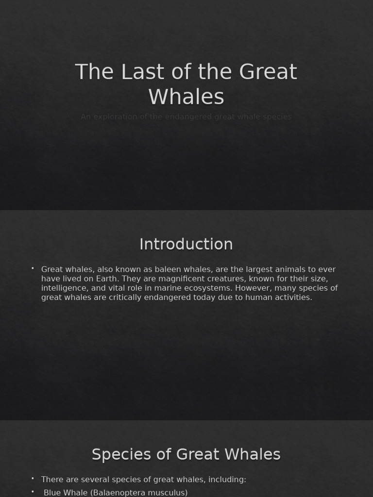 The Last of the Great Whales | PDF | Whales | Whaling