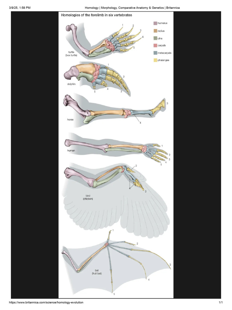 Homology _ Morphology, Comparative Anatomy & Genetics _ Britannica | PDF