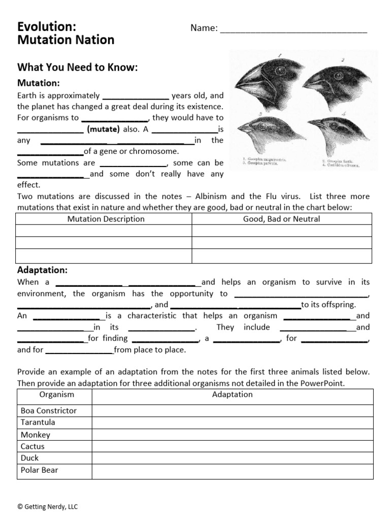 Evolution Mutation Nation Notes | PDF | Evolution | Mutation