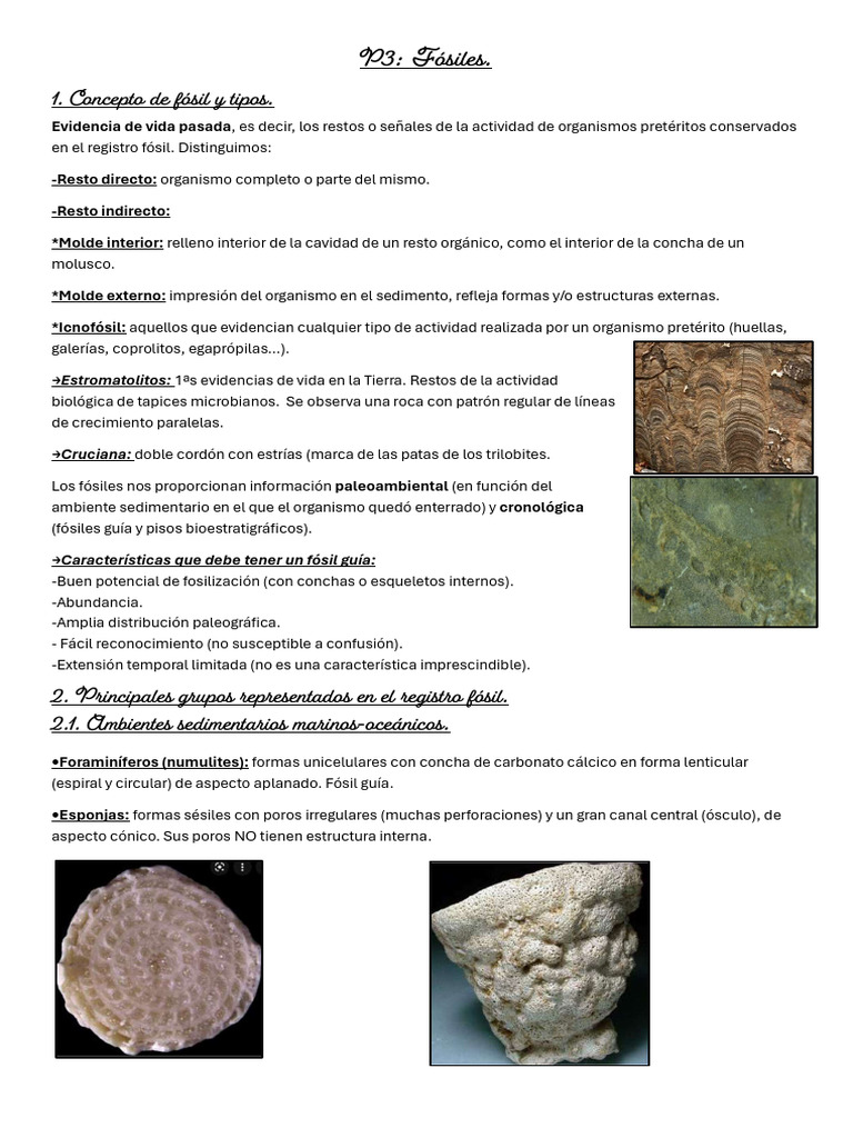 P3 Fósiles | PDF | Fósil