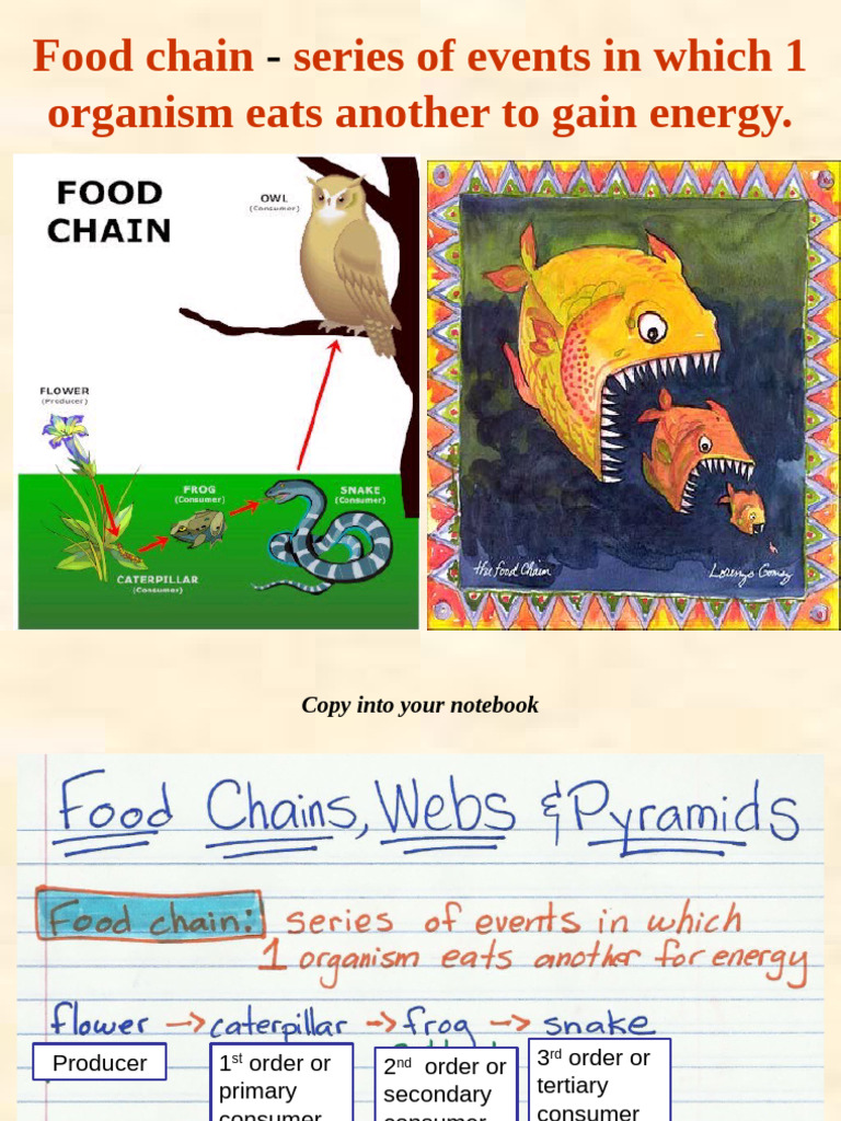 Food Chains, Webs, And Pyramids (1) | PDF