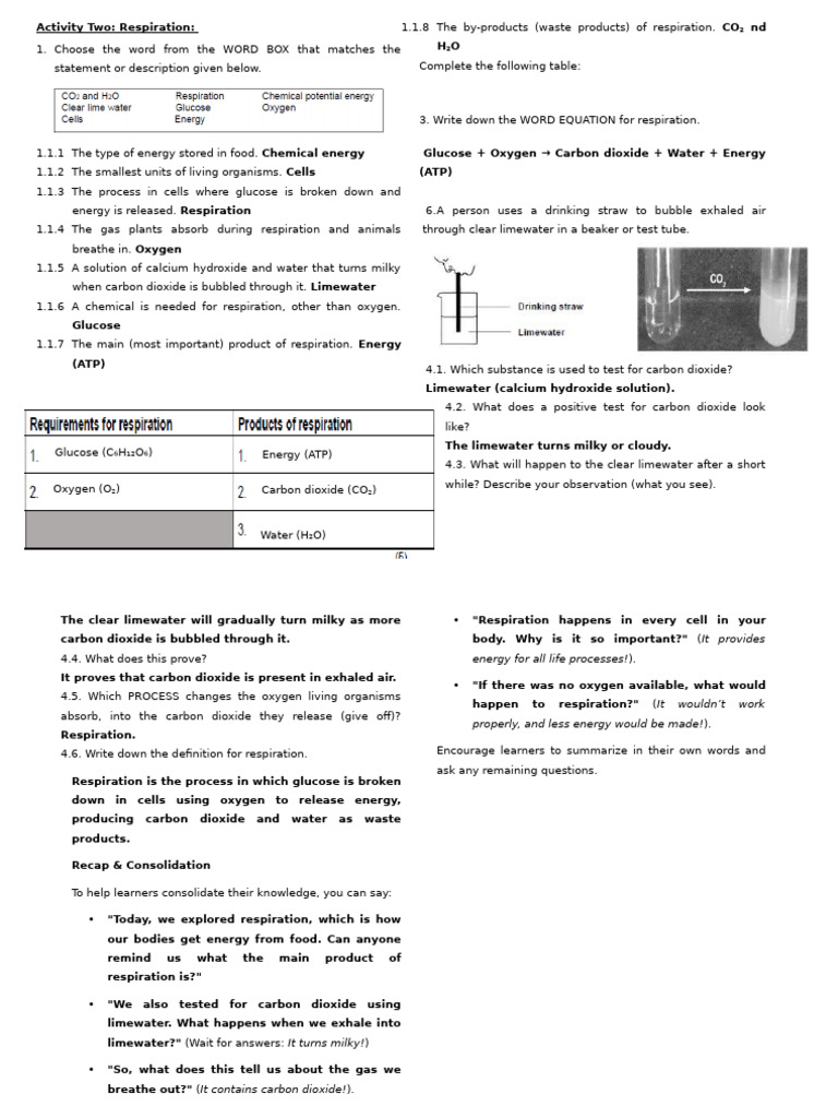 Activity Two Homework Activity | PDF | Cellular Respiration | Carbon ...