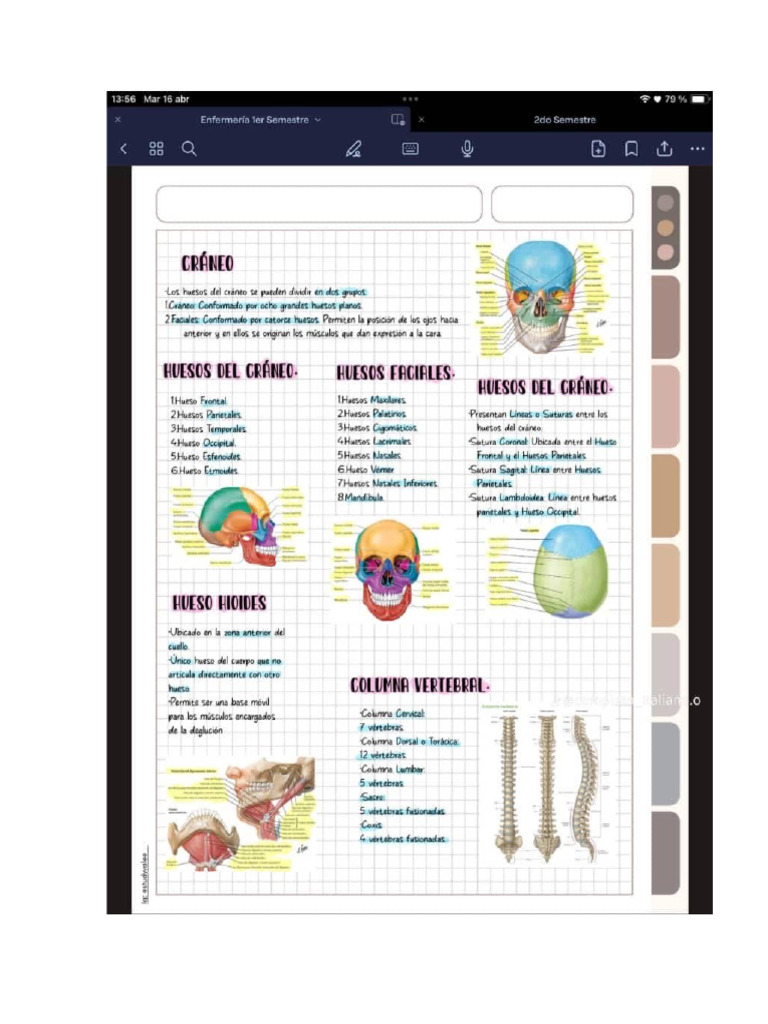 APUNTES DE ANATOMIA | PDF