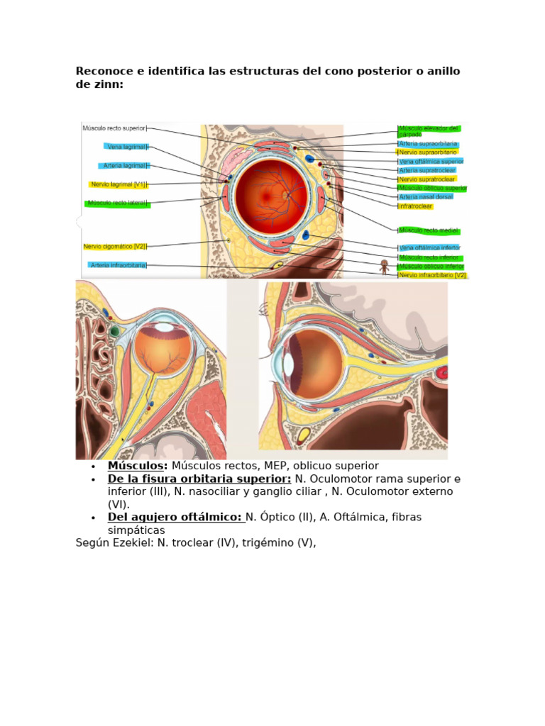 Estructuras y Funciones de la Órbita Ocular | PDF | Ojo | Ojo humano
