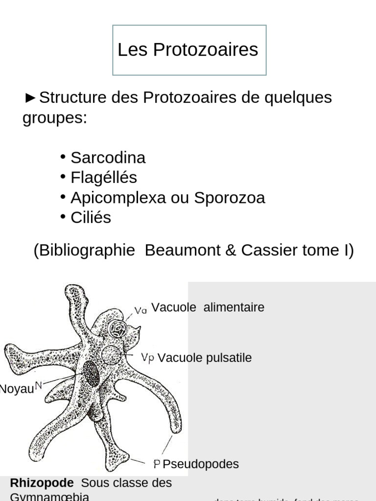 Structure des Protozoaires et Rhizopodes | PDF | Mitose | Processus ...