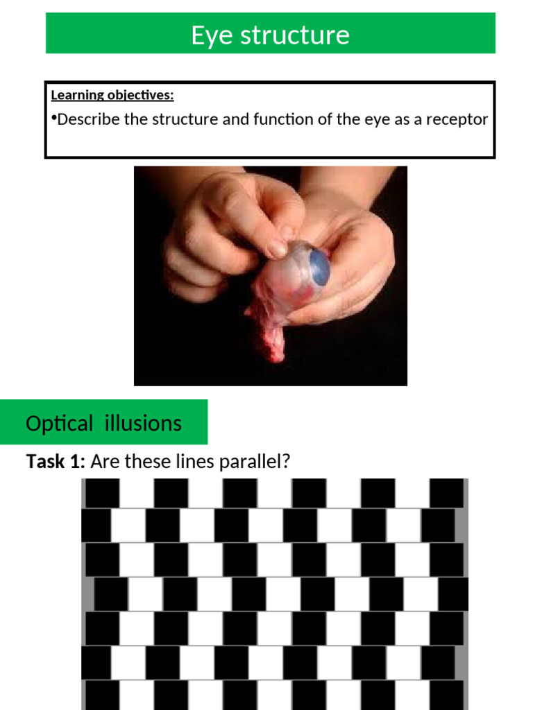 Eye Structure | PDF