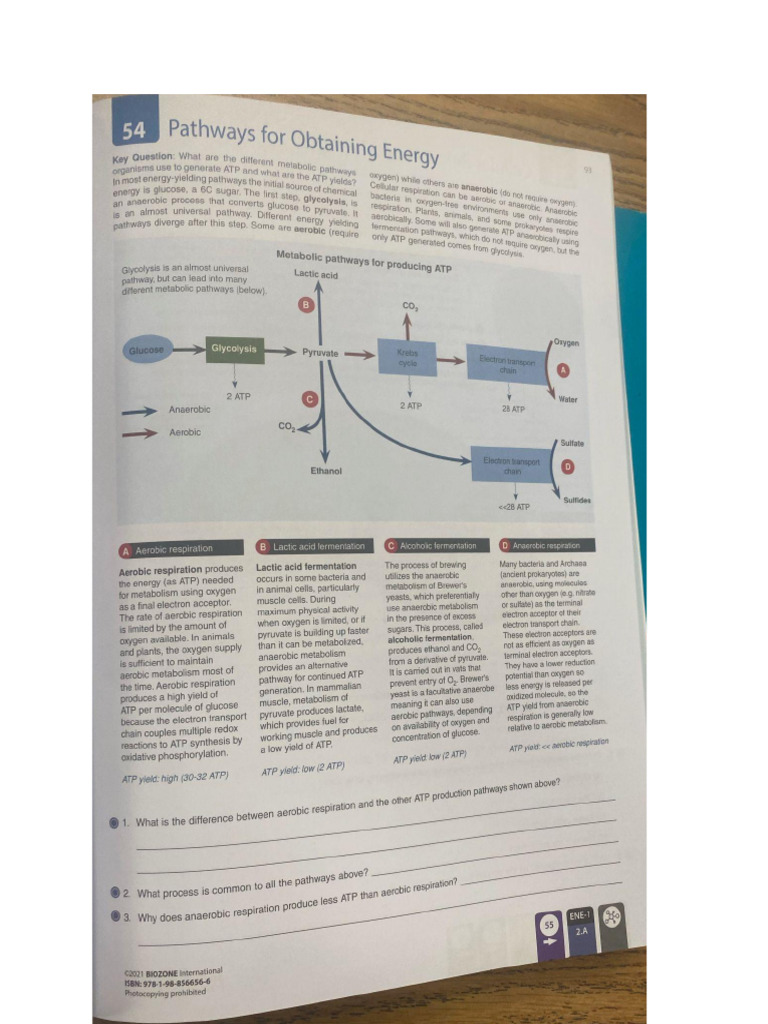 Biozone Worksheets | PDF