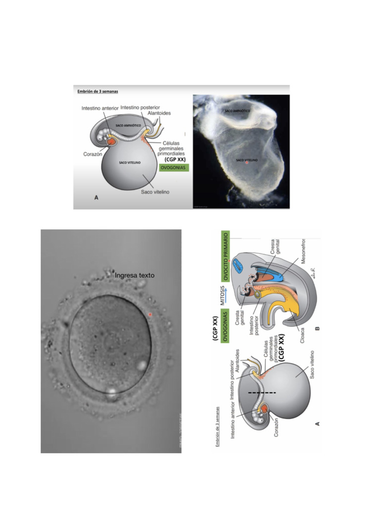 Embrio Repsasitp | PDF