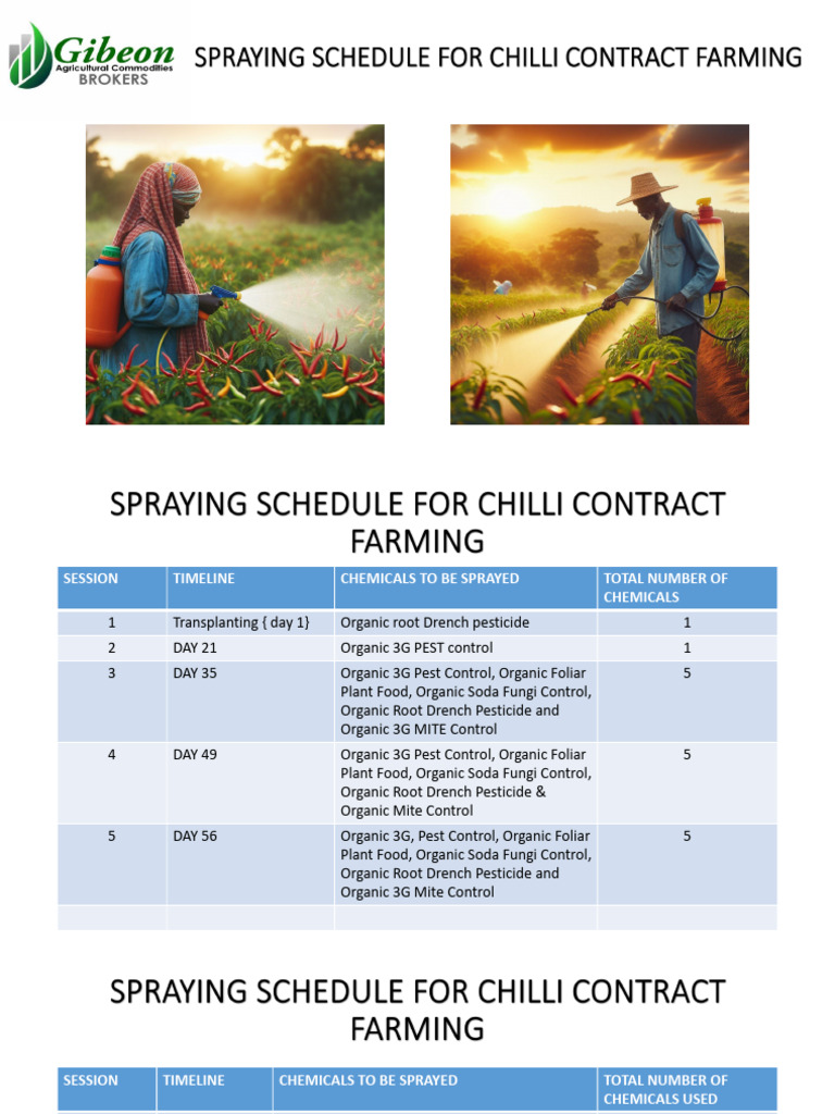 Spraying Schedule For Chilli Contract Farming | PDF | Pesticide | Pest ...