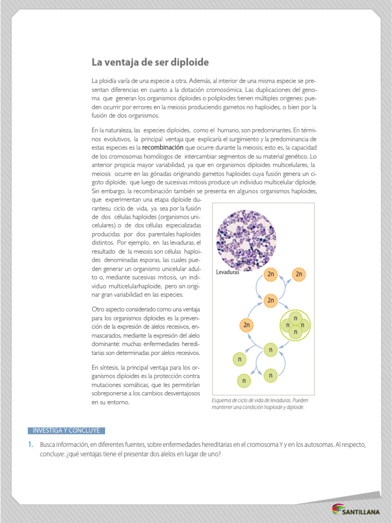 8° La Ventaja de Ser Diploide | PDF | Mitosis | Ploidía