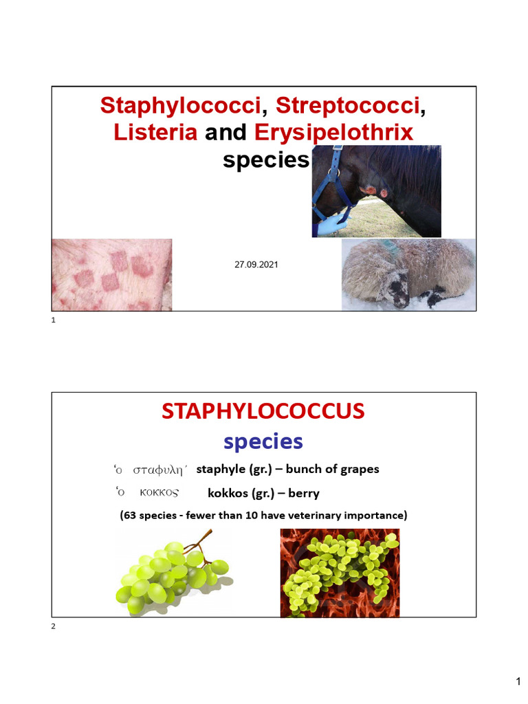 BACT004 - STAPHYLO - STREPTO - LISTERIA - ERYSIPELOTHRIX | PDF ...
