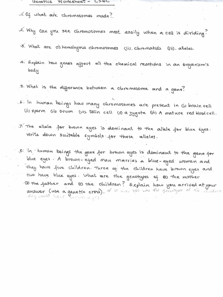 Genetics Worksheet | PDF