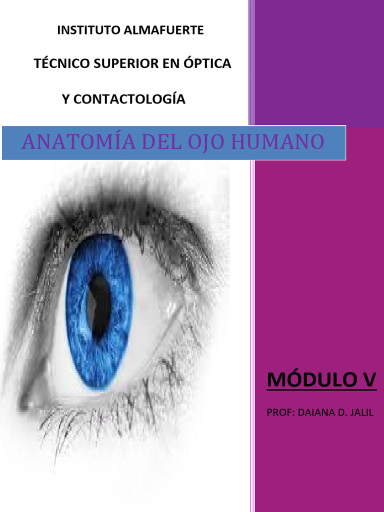 Anatomía del Ojo Humano y Músculos Oculares | PDF | Ojo humano | Músculo