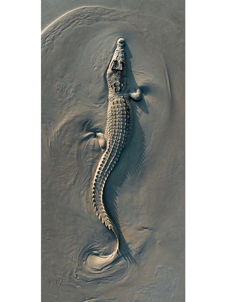 Caimán en Arena | PDF