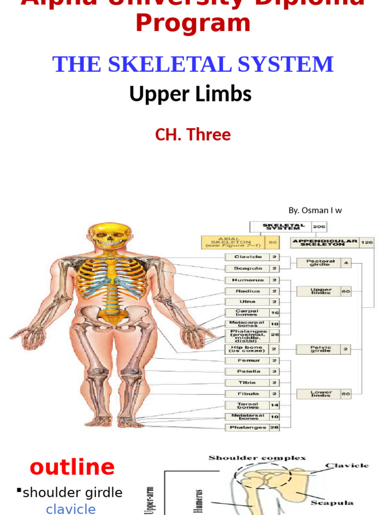Chapter Tree Upper Limb | PDF | Elbow | Arm