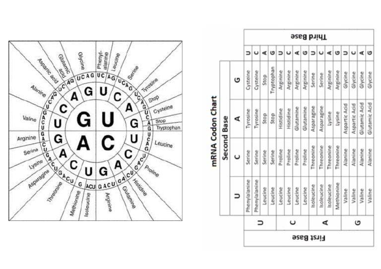 mRNA Codon Chart | PDF