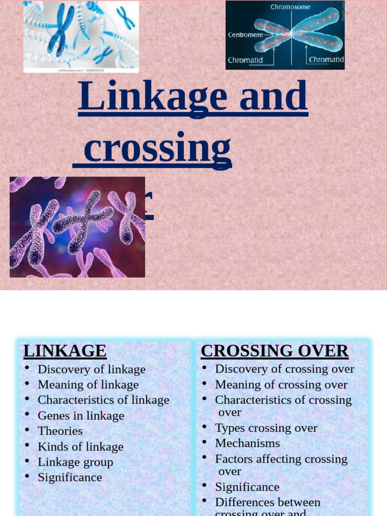 Linkage and Crossing Over Explained | PDF | Genetic Linkage | Meiosis