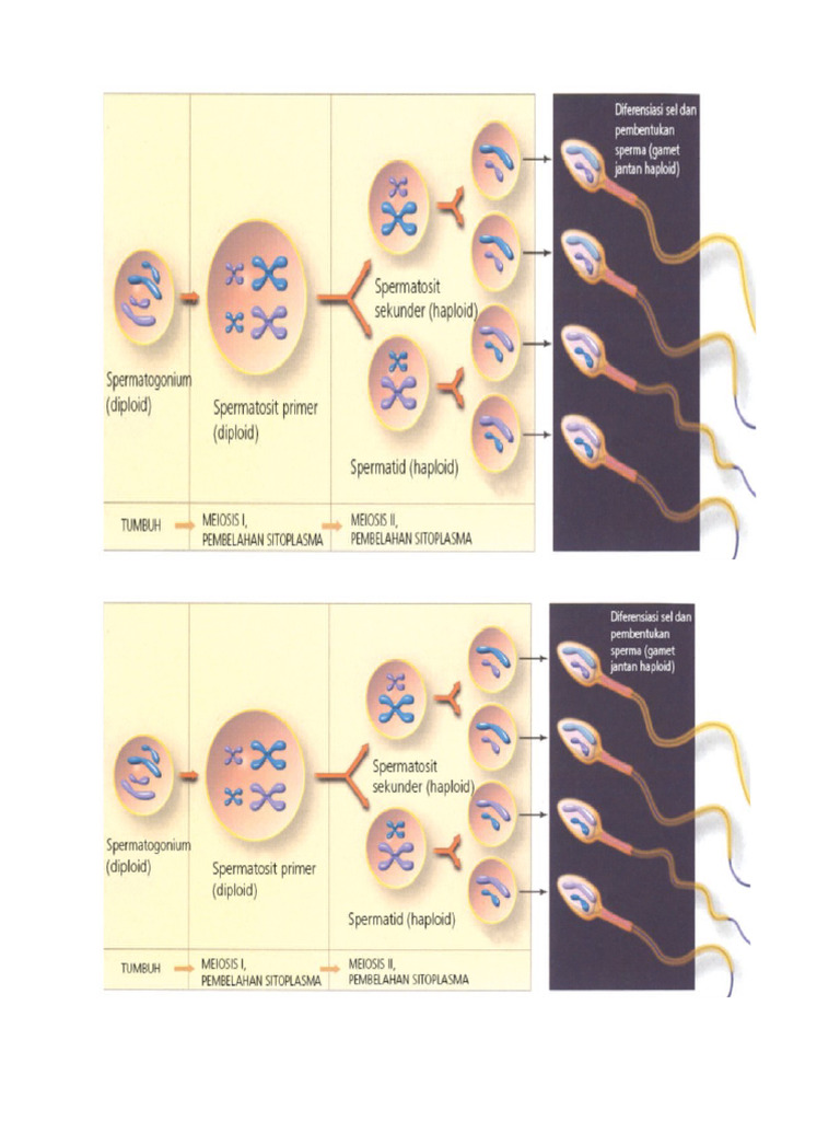 LKPD Gametogenesis | PDF