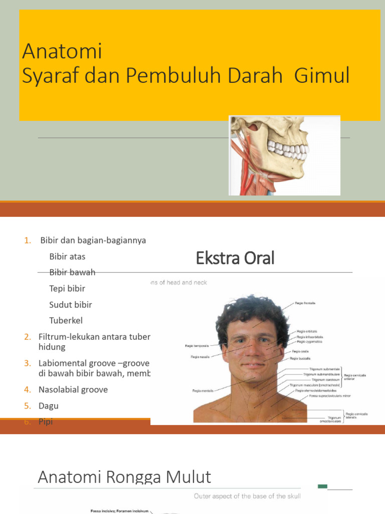 Anatomi Syaraf dan Pembuluh Darah Mulut | PDF