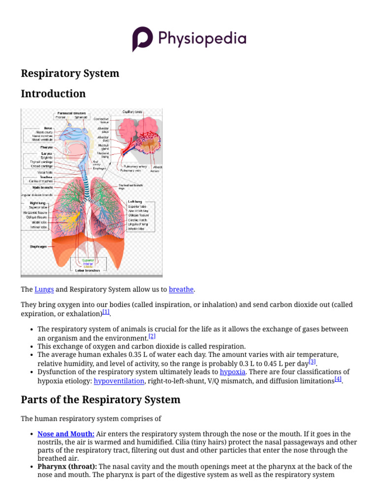 Respiratory System - Physiopedia | PDF | Respiratory Tract | Lung