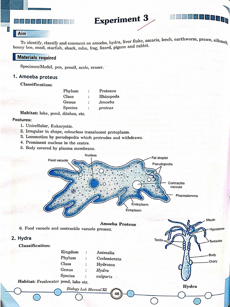 Class-11 Bio Experiment - 3 | PDF