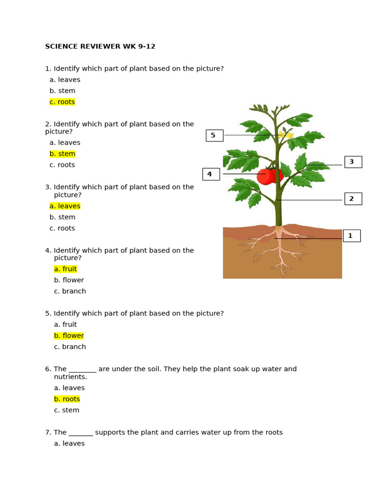 Plant Parts and Functions Quiz | PDF | Flowers | Plants