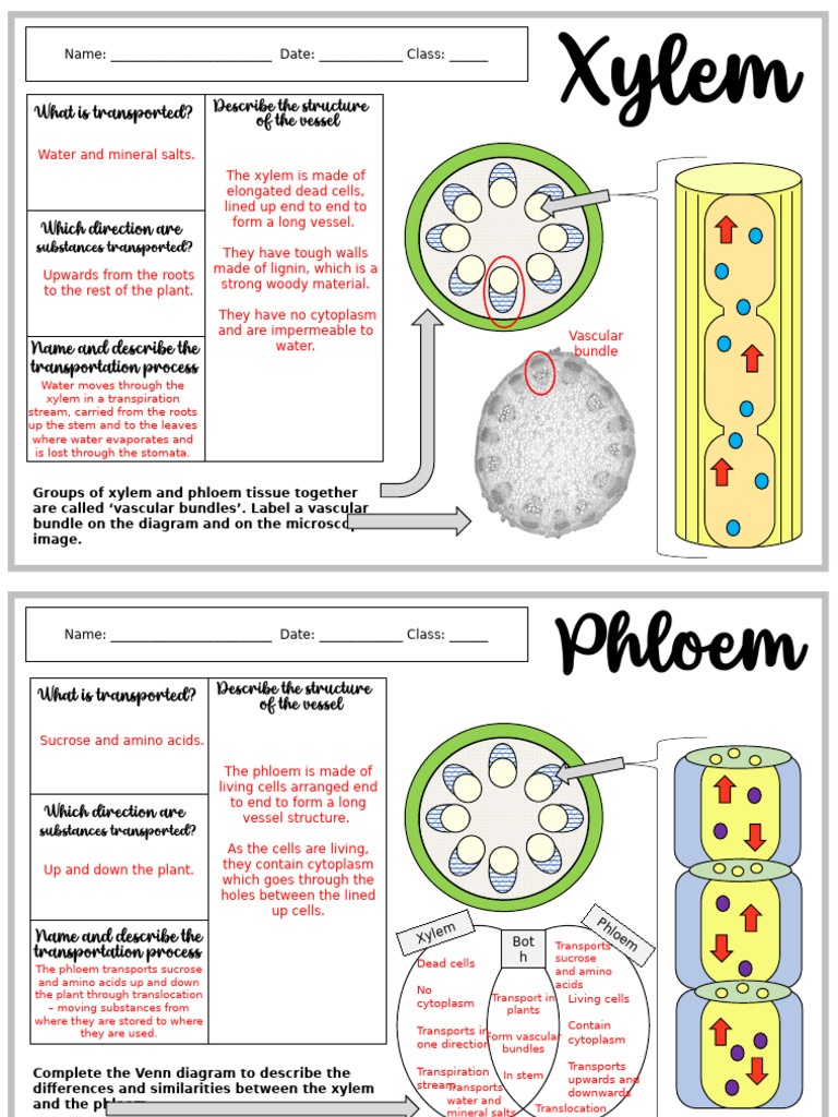 ANSWERS Xylem and Phloem Diagram Worksheets Science House - Read-Only ...